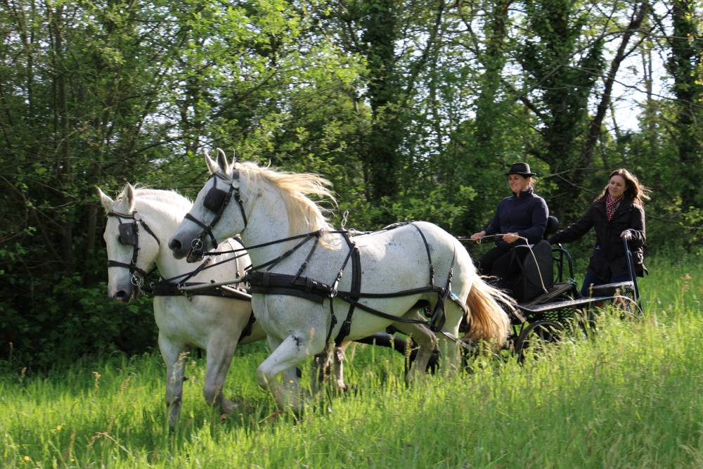Attelage chevaux percherons | Fédération des Parcs naturels régionaux